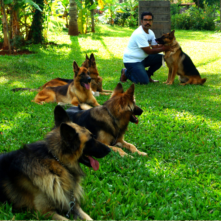 Socialization Training for dogs – Amrut Dogguru Services Pvt Ltd